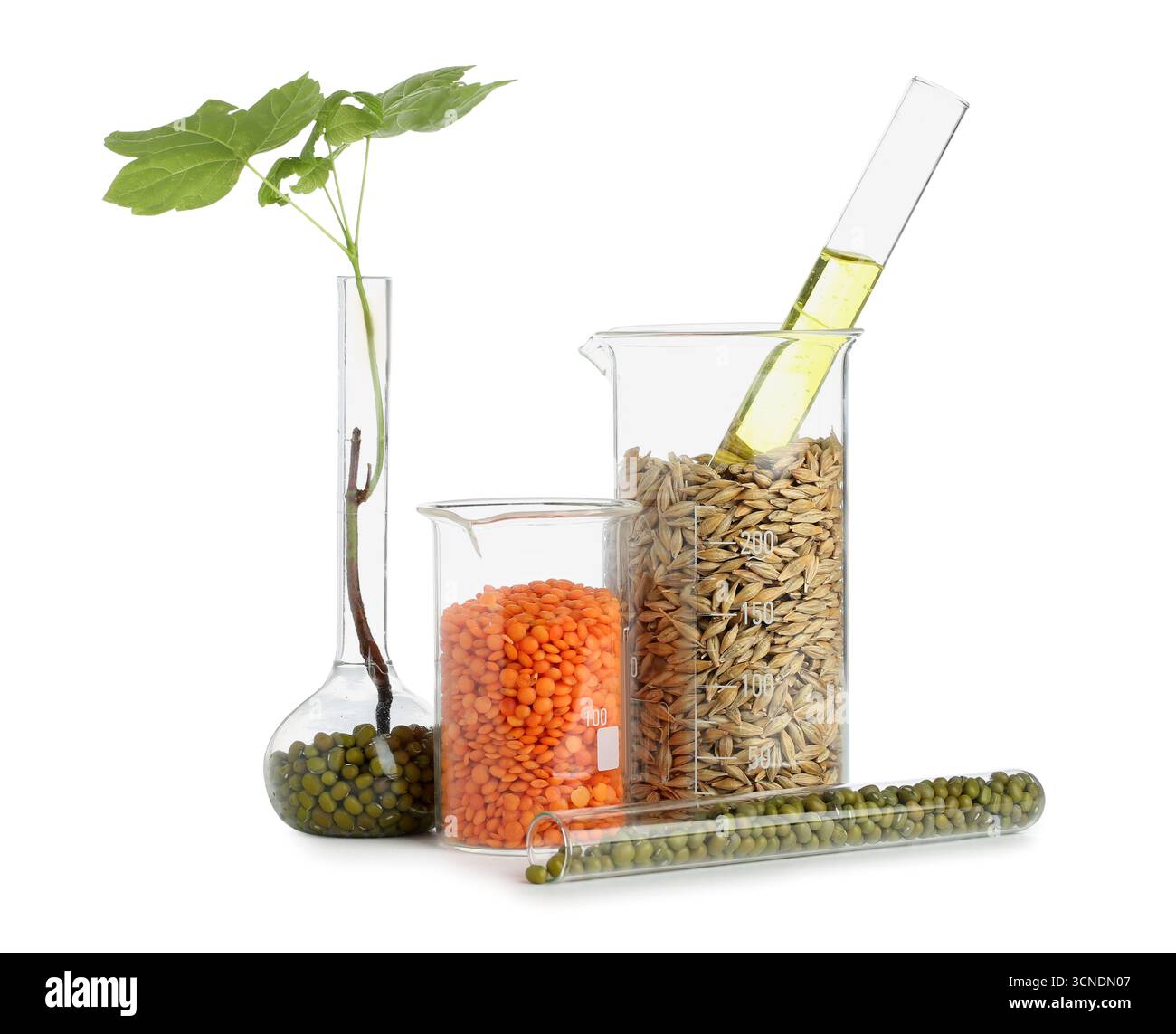 Plant sprout with different flasks of grains, lentils and mung beans ...