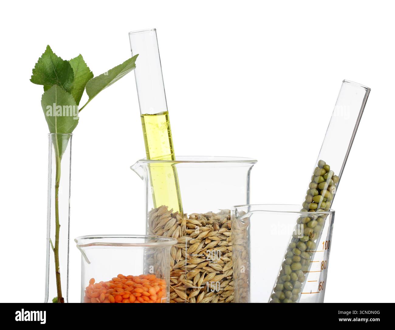 Plant sprout with different flasks of grains, lentils and mung beans ...