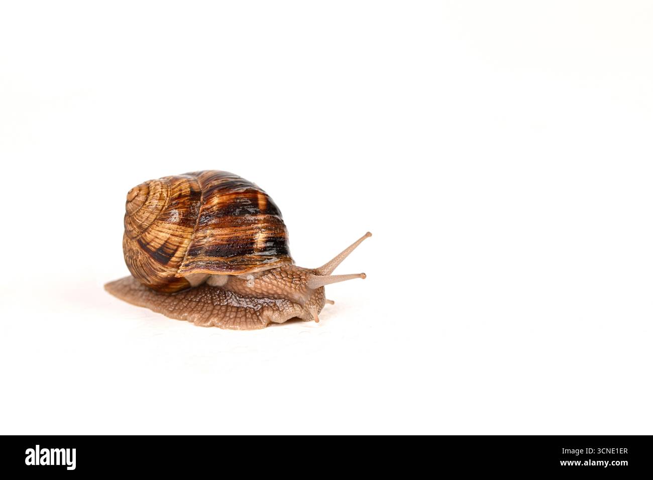 A tiny snail with a brown and white shell is resting on a white surface ...