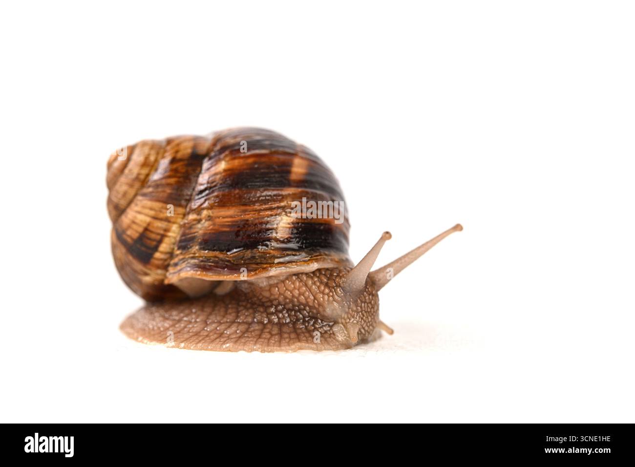 A tiny snail with a brown and tan shell is resting on a white surface ...