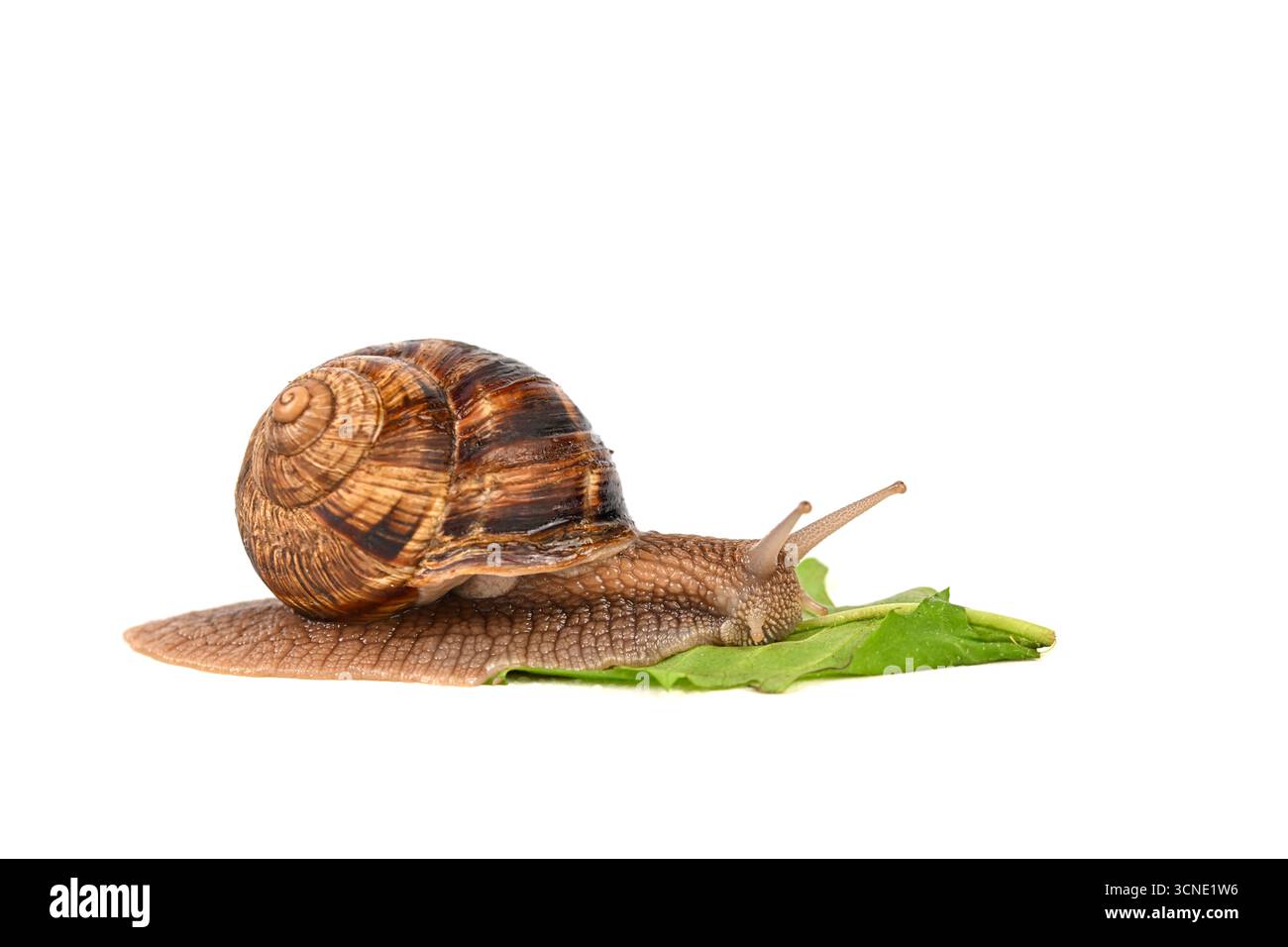 A small brown and white snail is on a leaf. The snail is moving and he ...