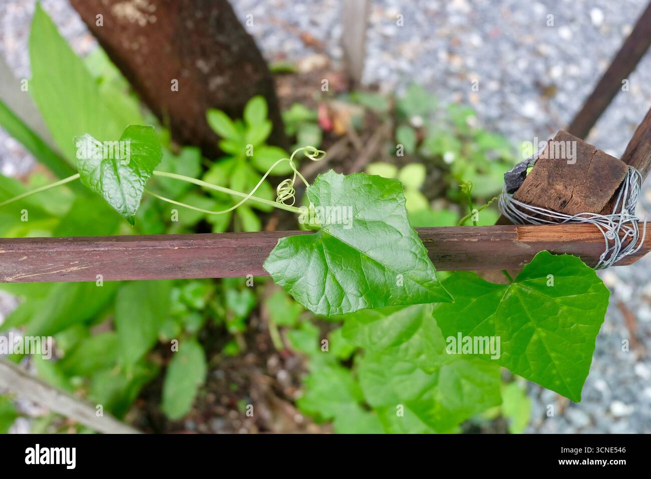 Climbing ivy gourd plant hi-res stock photography and images - Alamy