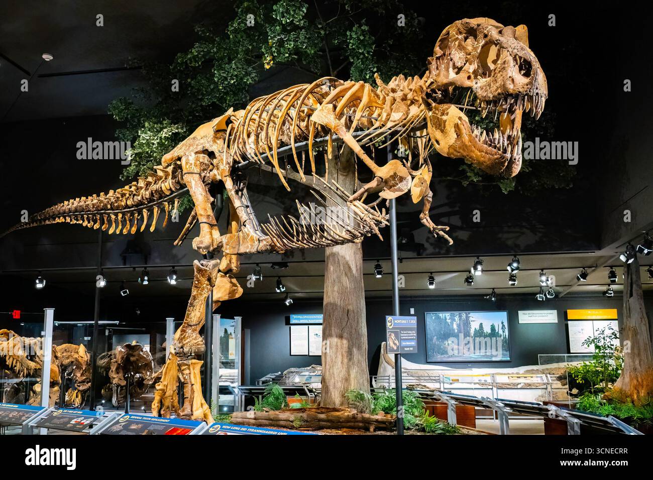 Bozeman, MT, USA - August 01, 2025: A large, impressive T-Rex skeleton ...