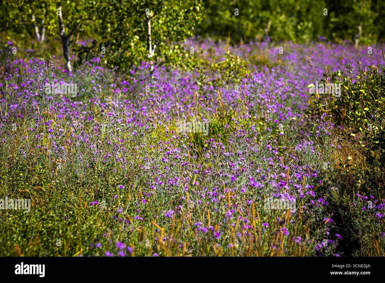 A vibrant field of knapweed flowers is captured at Glacier National ...