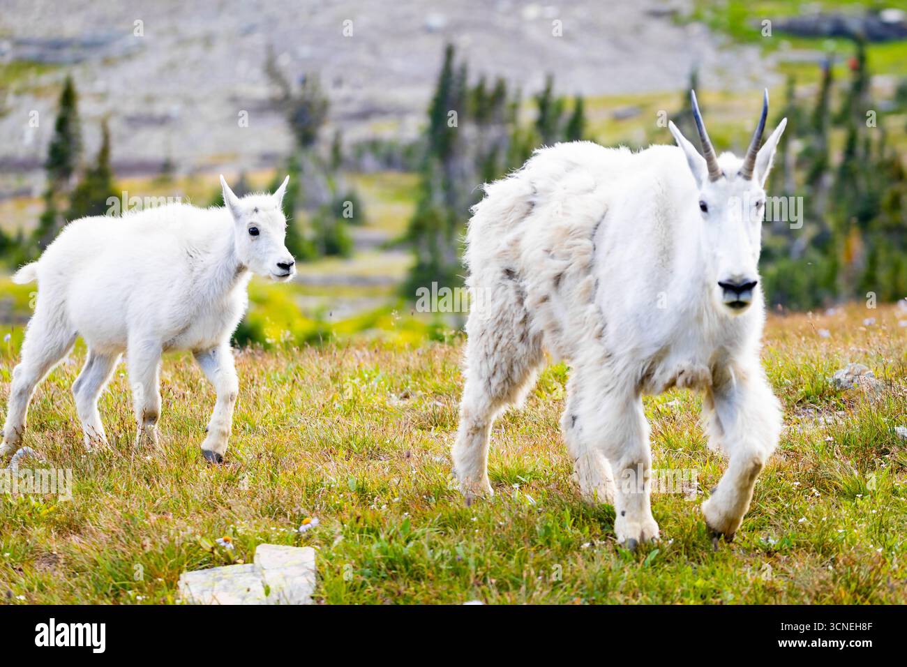 Family mountain goats including hi-res stock photography and images - Alamy