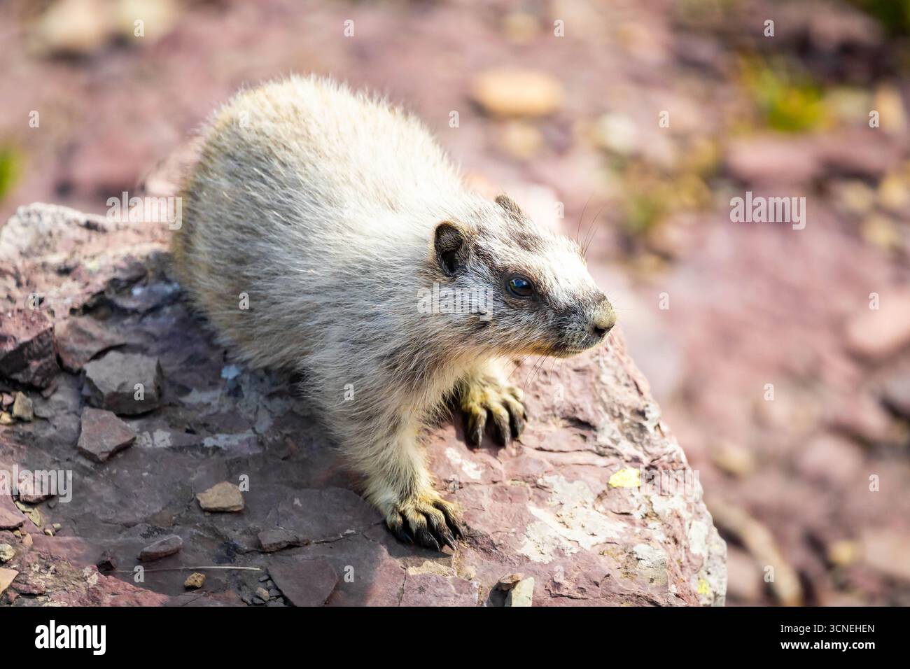 A portrait captures a cute Hoary Marmot on the rocks in Glacier ...