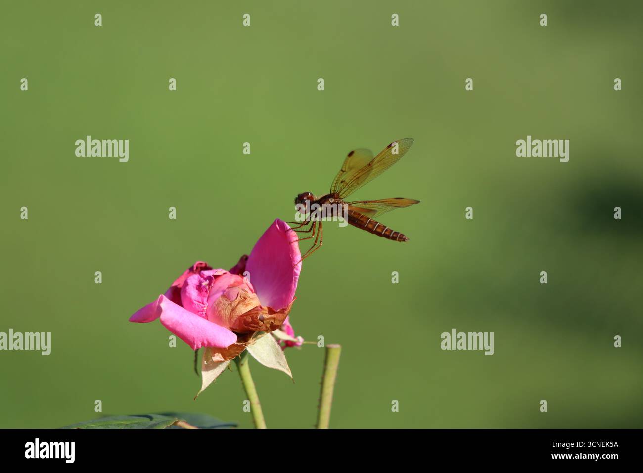 Amber wing dragonfly hi-res stock photography and images - Alamy