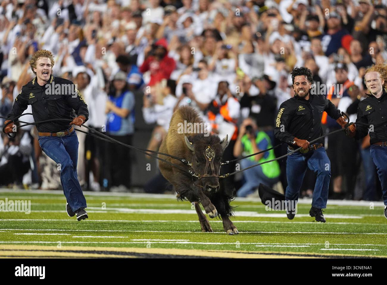 Handlers guide Colorado's new mascot, Ralphie VII, before an NCAA ...