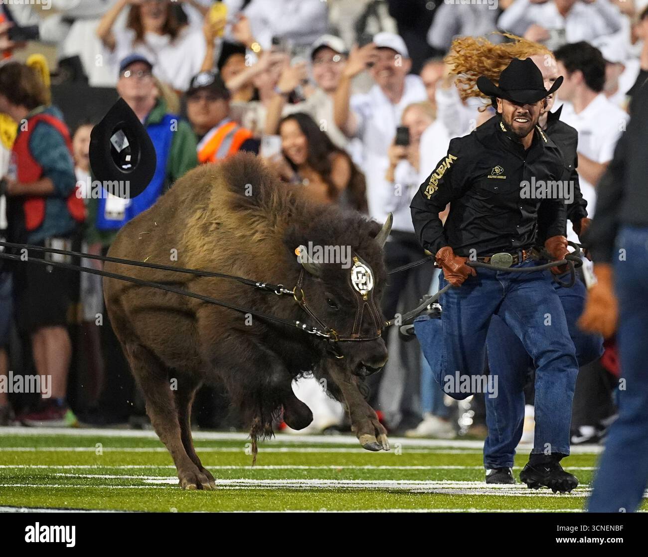 Handlers guide Colorado's new mascot, Ralphie VII, before an NCAA ...