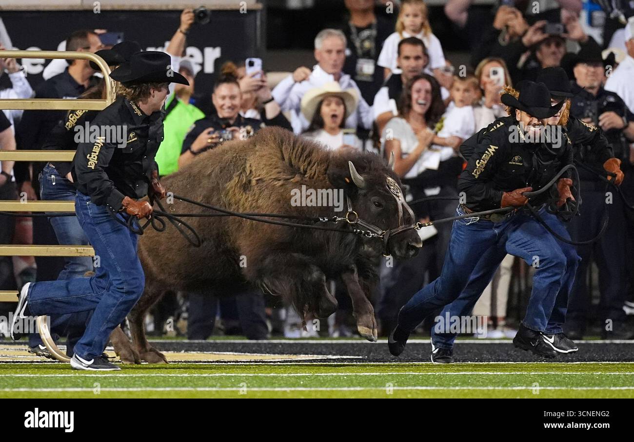 Handlers guide Colorado's new mascot, Ralphie VII, before an NCAA ...