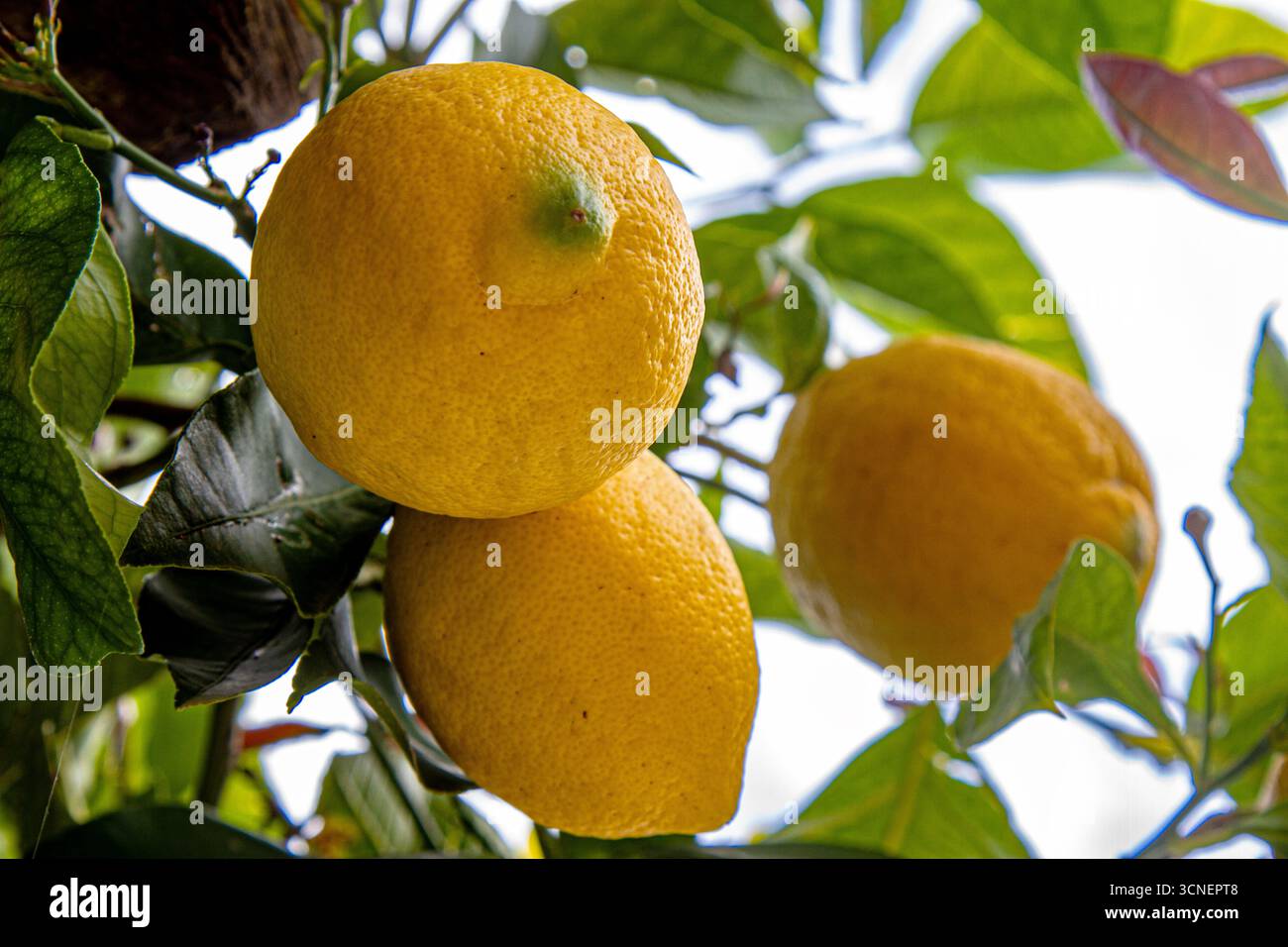 Limoncellos hanging on the trees Stock Photo - Alamy