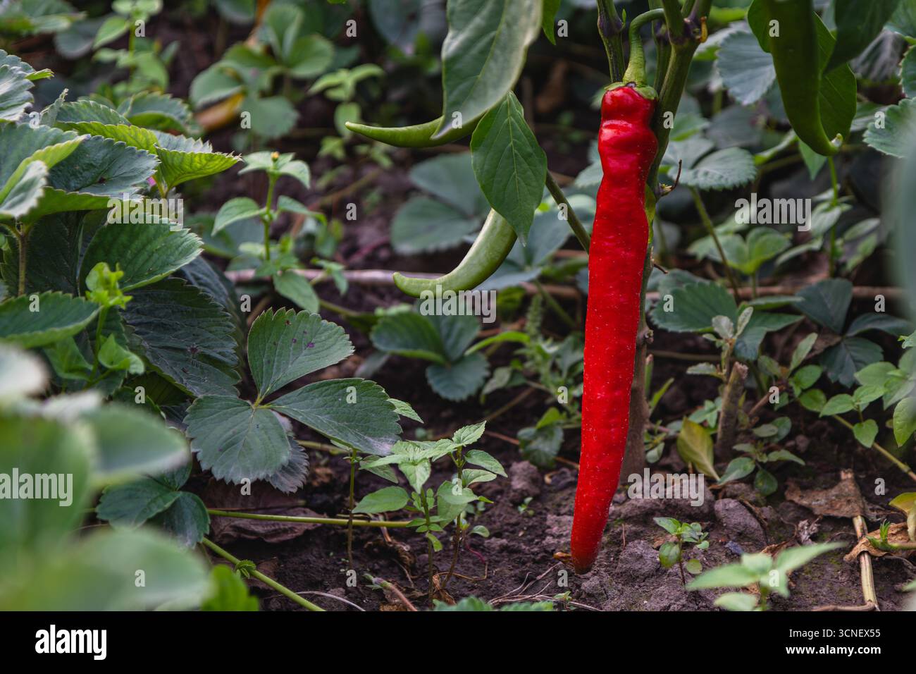 Bright red chili pepper hangs from its stem in a lush garden ...
