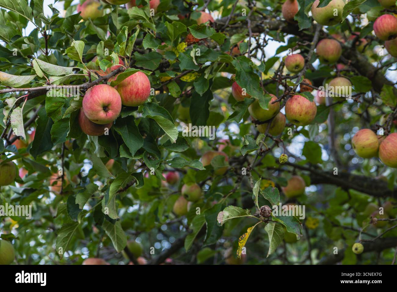 Bright red and green apples hang from the branches of a tree in an ...