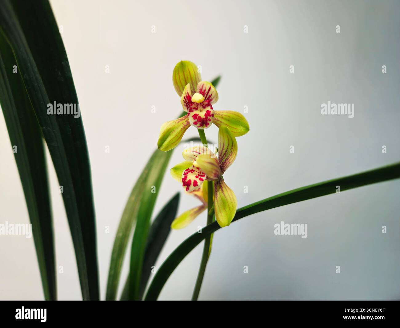 Cymbidium Orchid with Red-Spotted Labellum on Minimal Background Stock ...