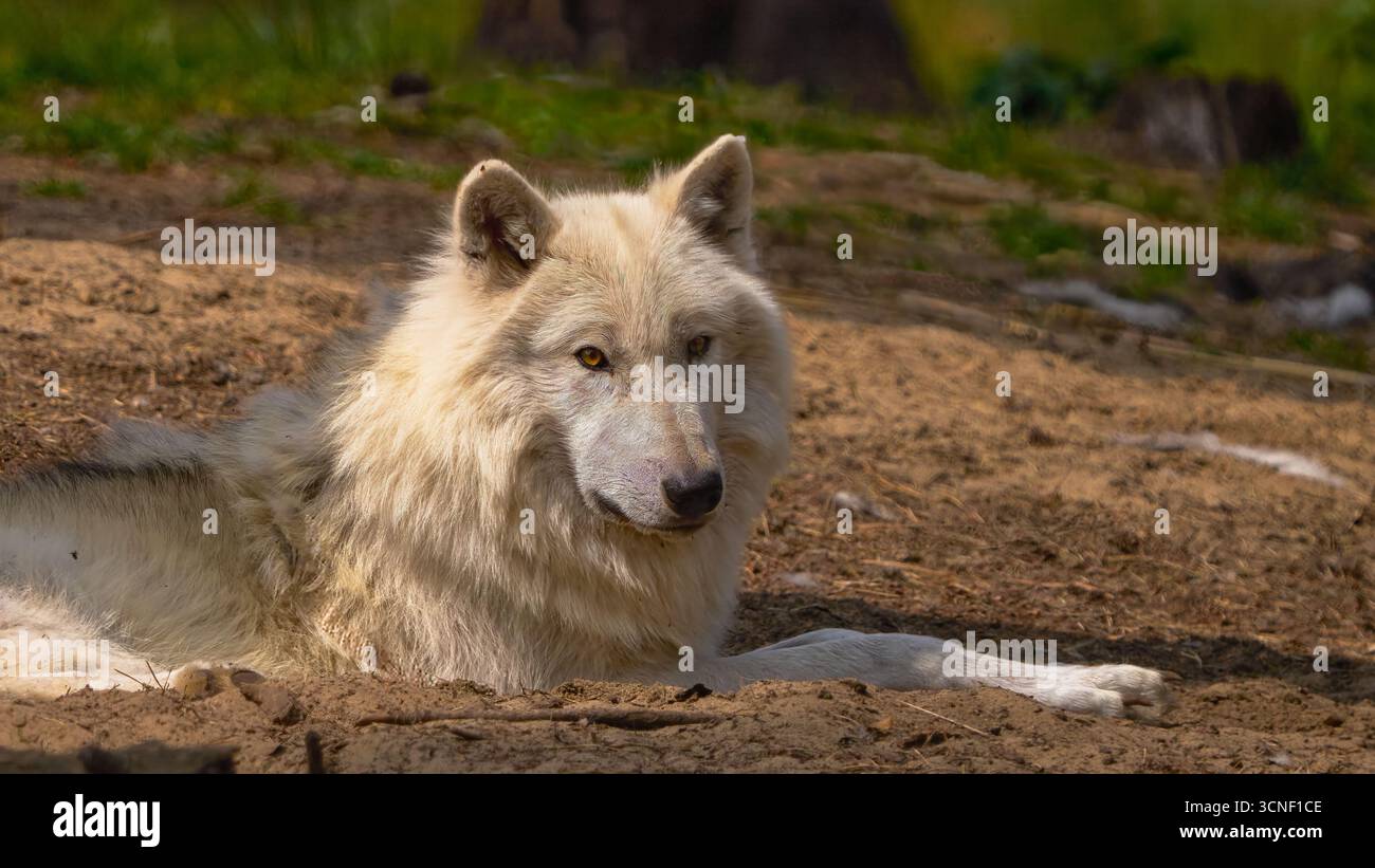 Arctic wolf lying in the sun with eye contact Stock Photo - Alamy