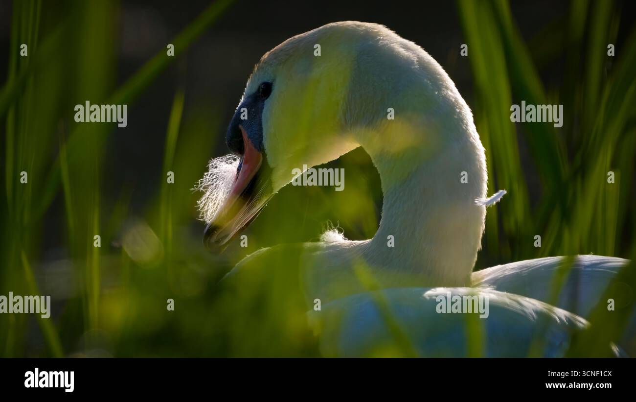 Down fethers hi-res stock photography and images - Alamy