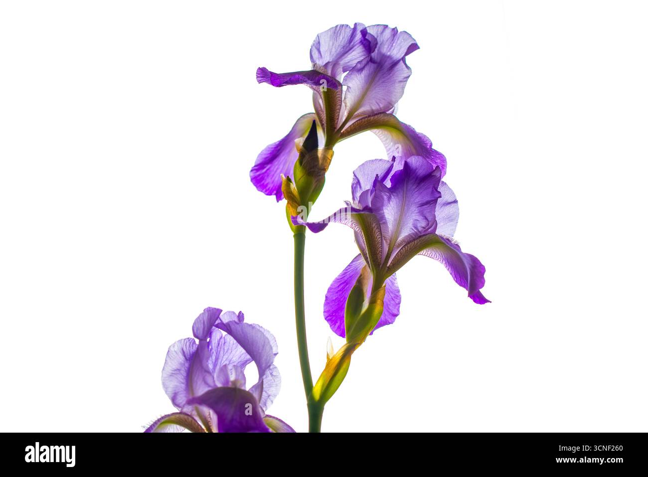 A purple flower with a white background. The flower is the main focus ...