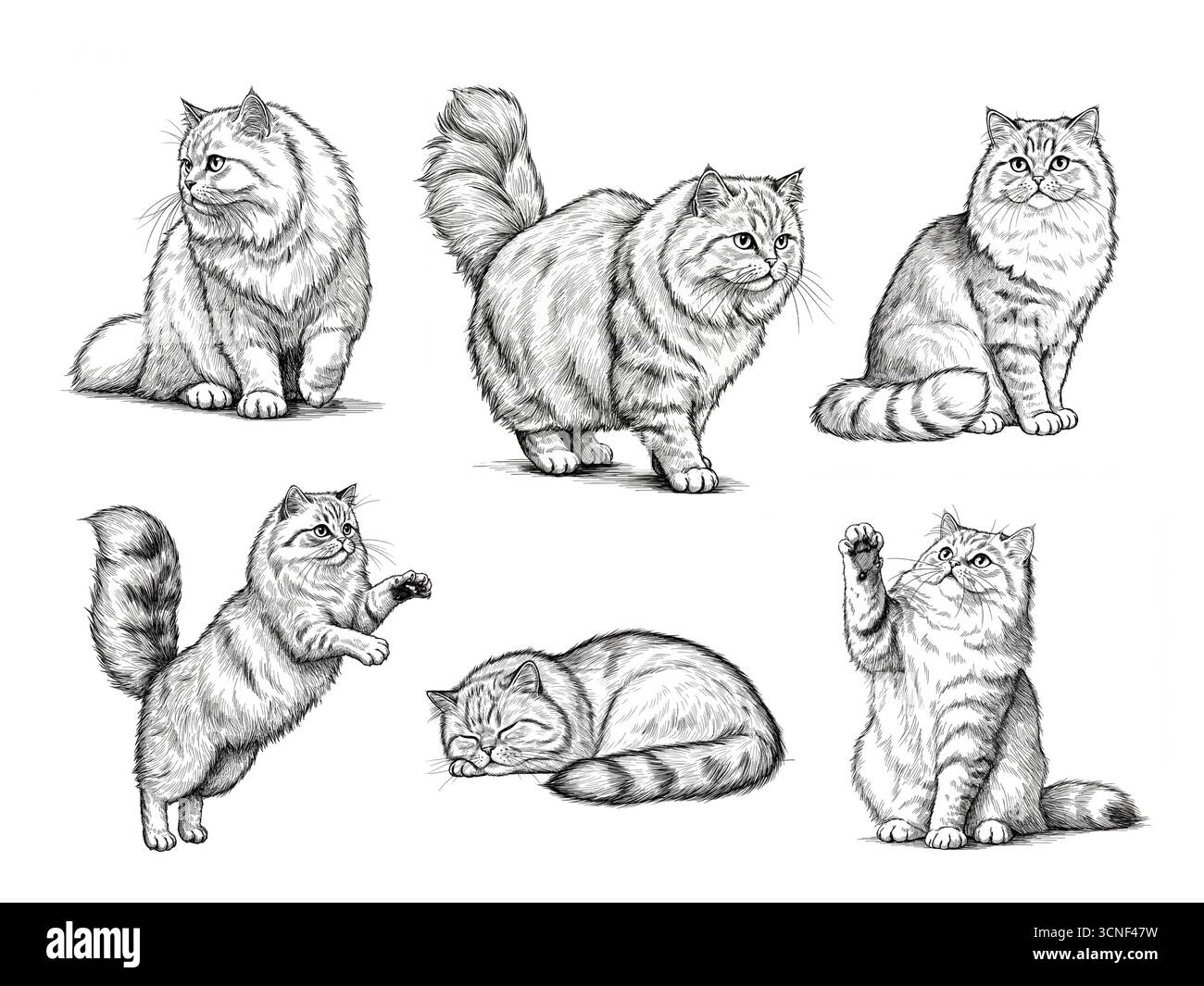 Persian cat engraving sketch set, vintage hand-drawn etching ...
