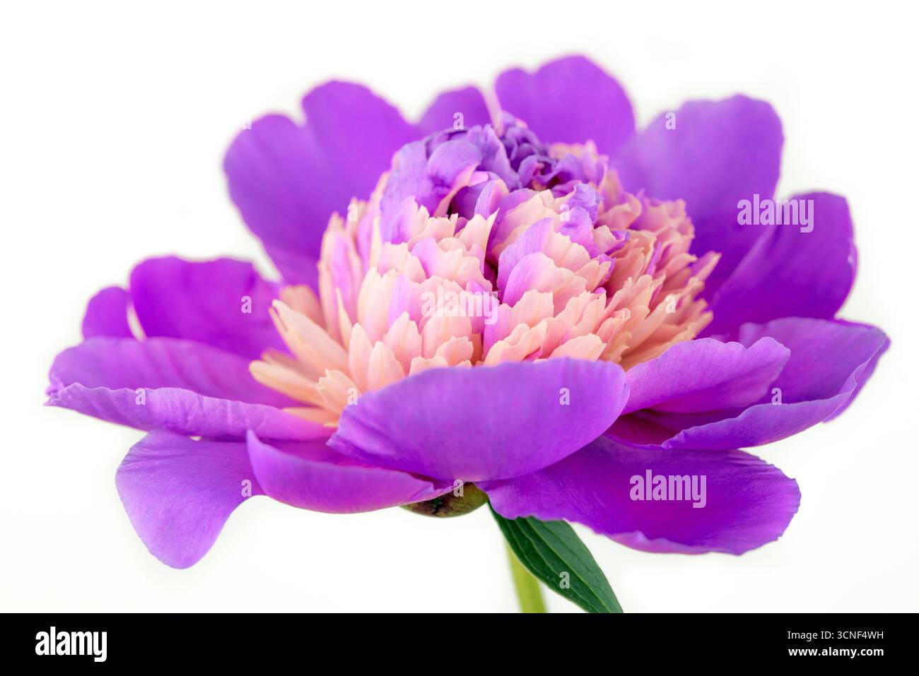 Red purple flower combination hi-res stock photography and images - Alamy