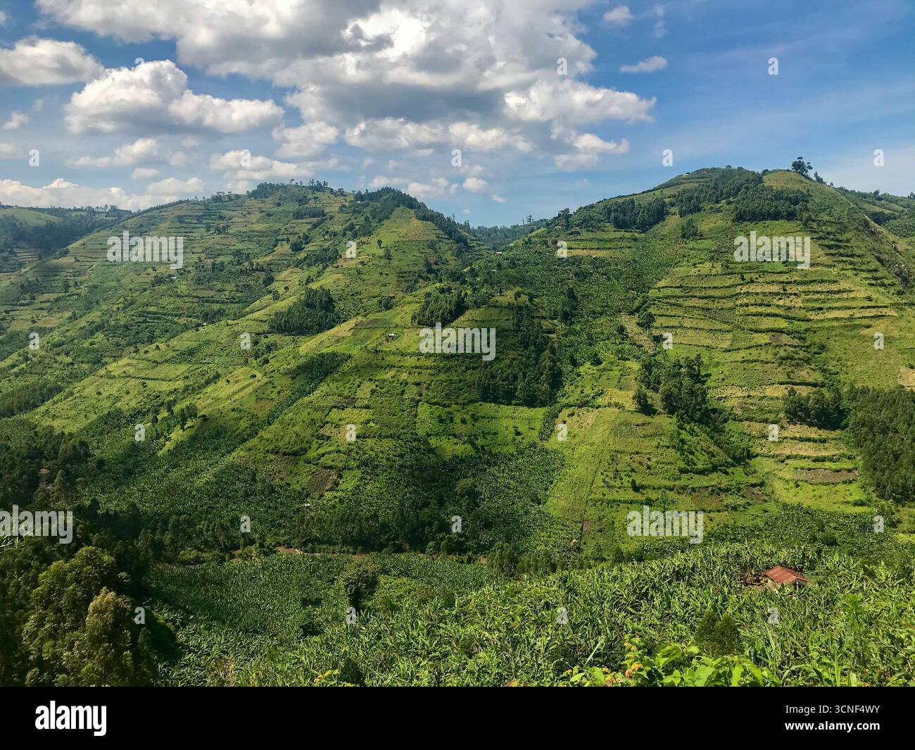 The terracing farming in the hills of Kigezi, with banana plantations ...
