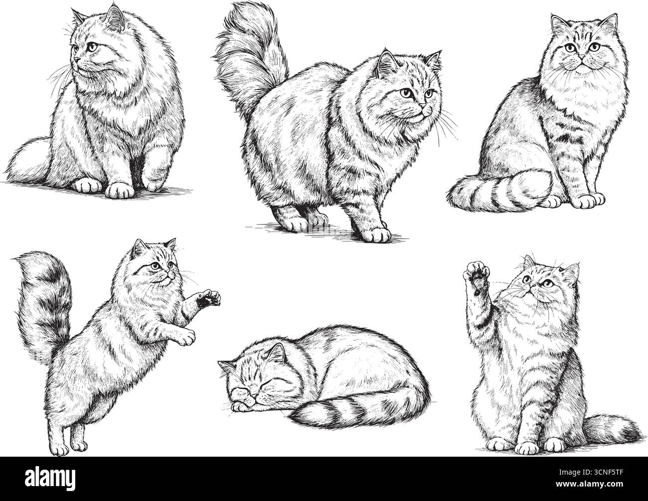 Persian cat engraving sketch set, vintage hand-drawn etching ...
