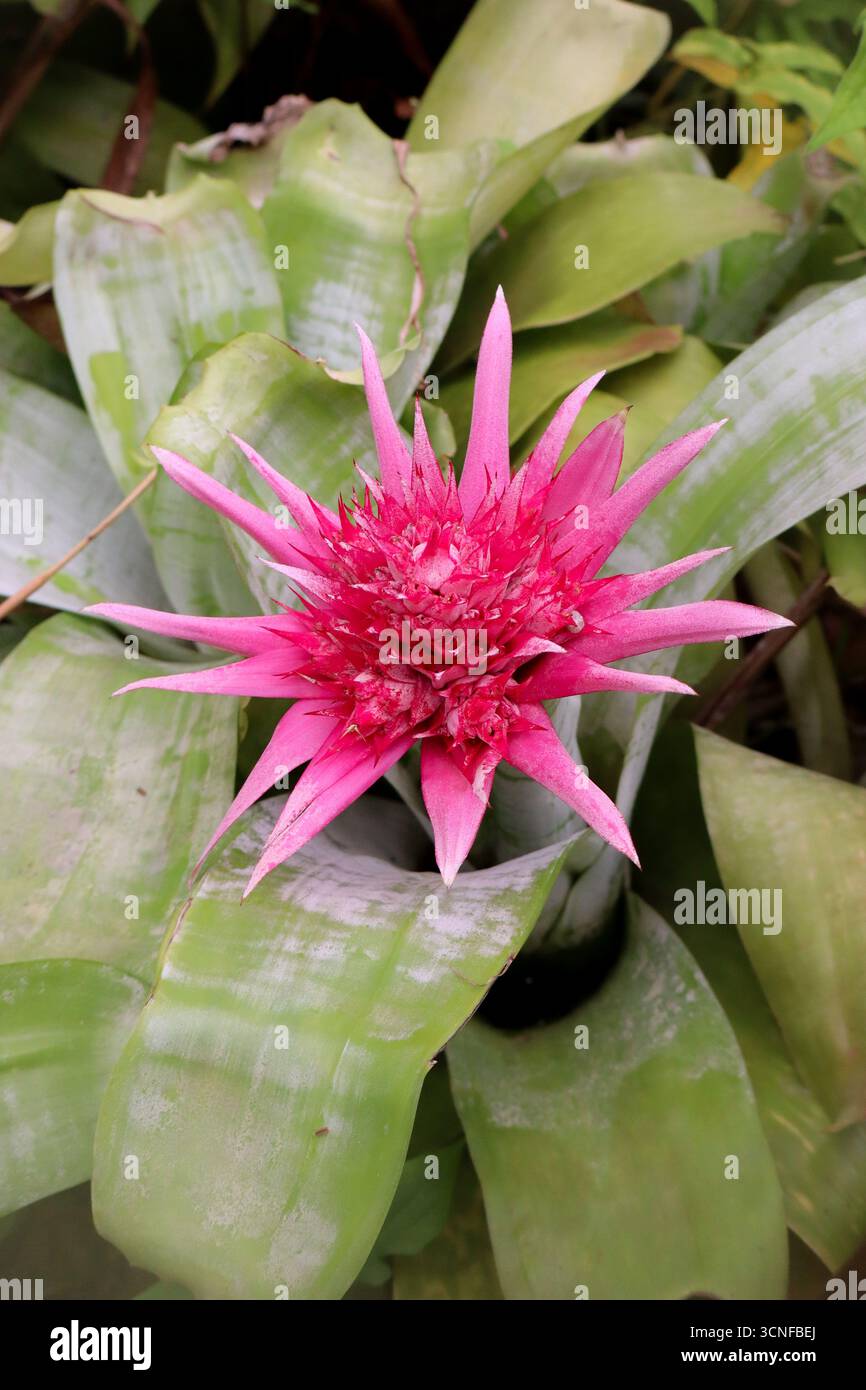 Close-up of Aechmea fasciata (silver vase plant) with bright pink ...