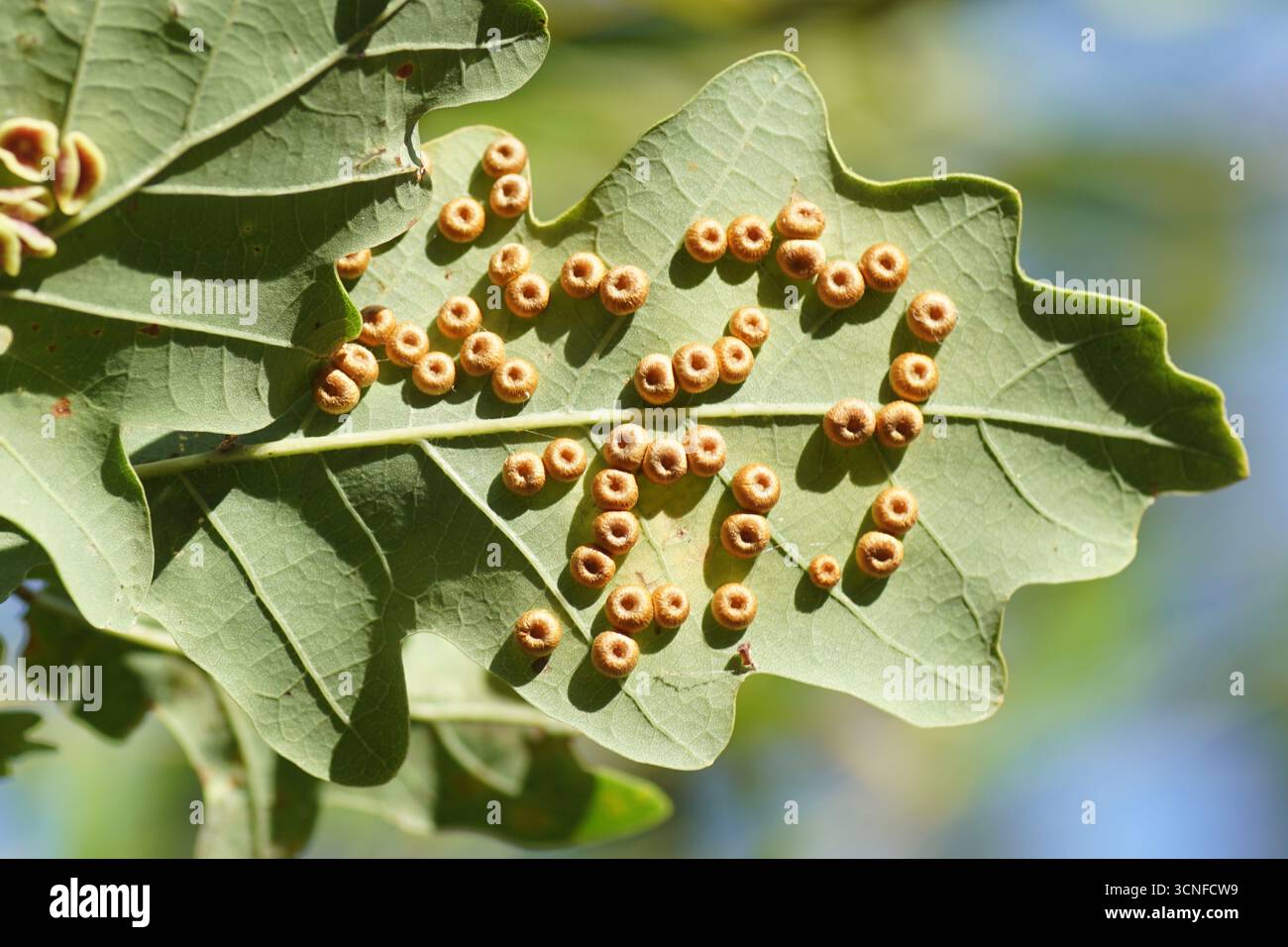 Leaf galls on the underside of an oak leaf of gall wasps Neuroterus ...