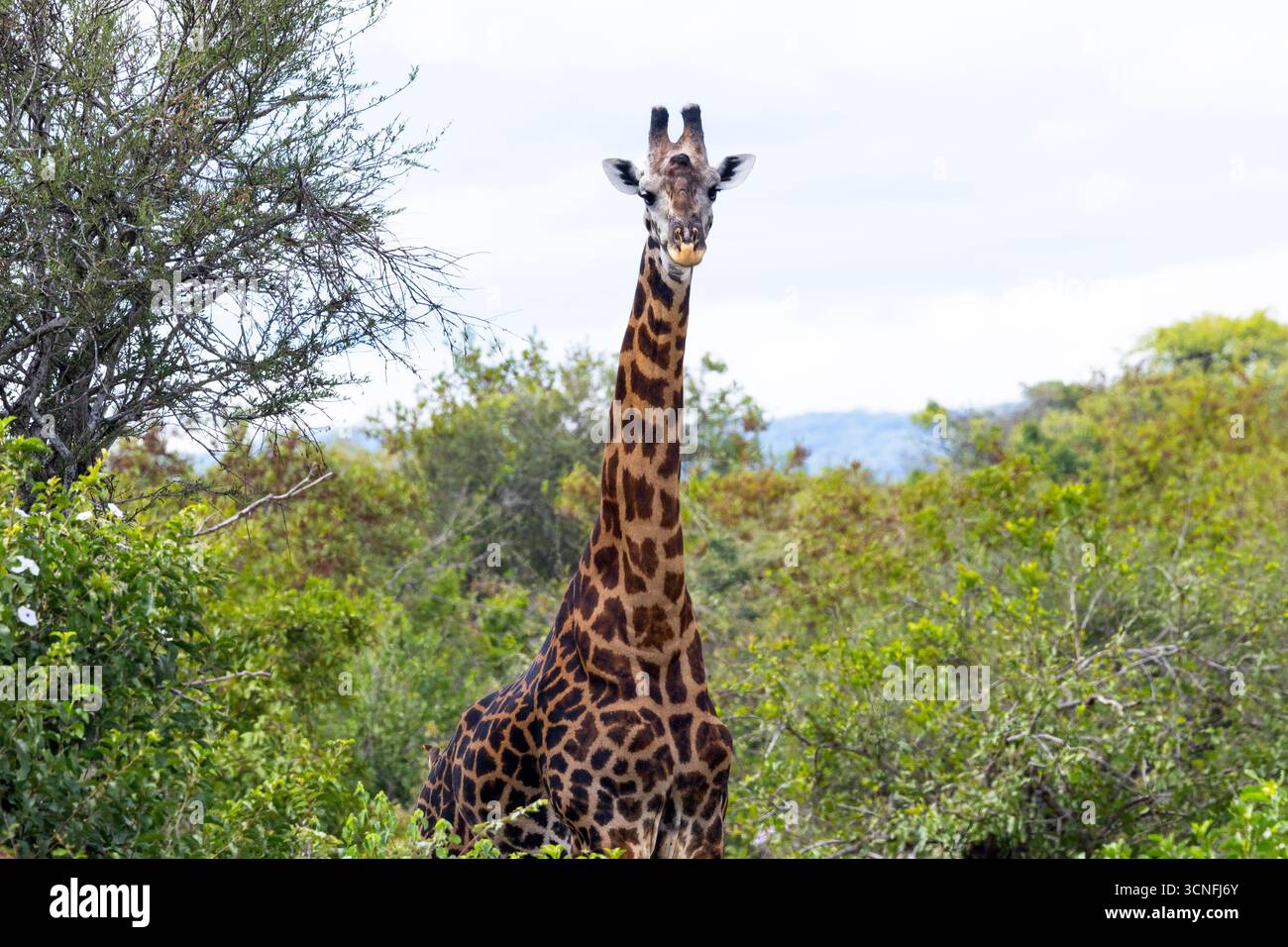 The dark coat and robust horns show this Masai Giraffe to be a mature ...