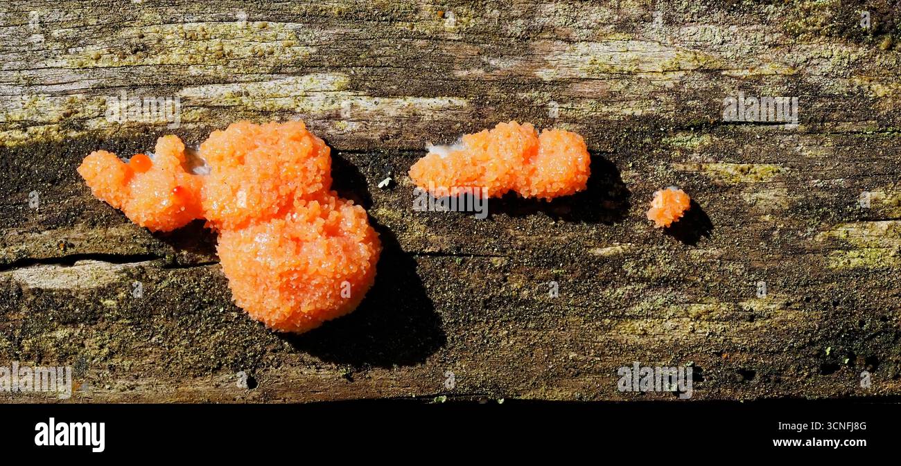 Gelatious rods hi-res stock photography and images - Alamy