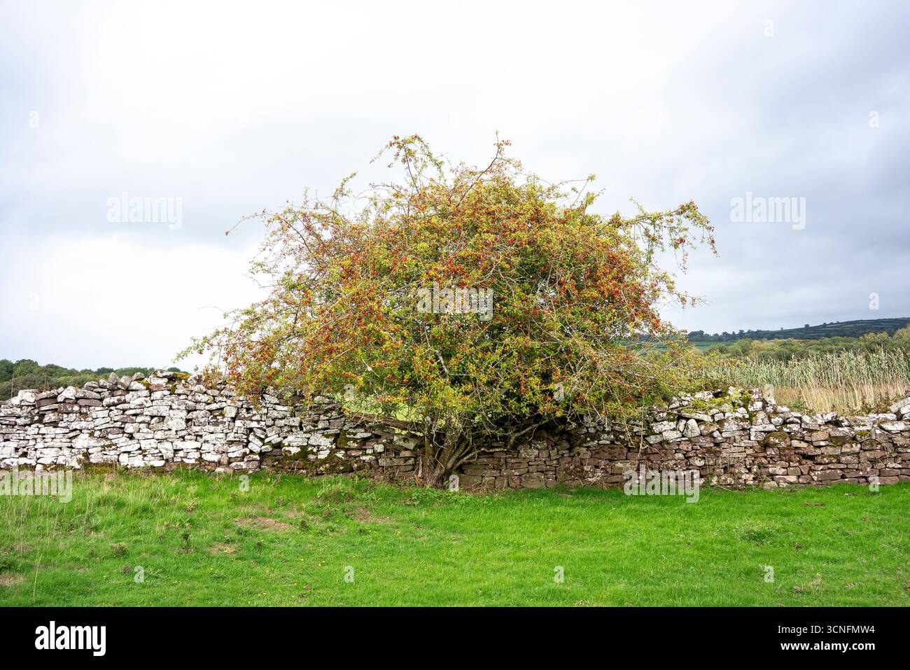 Section of traditional dry stone wall Stock Photo - Alamy