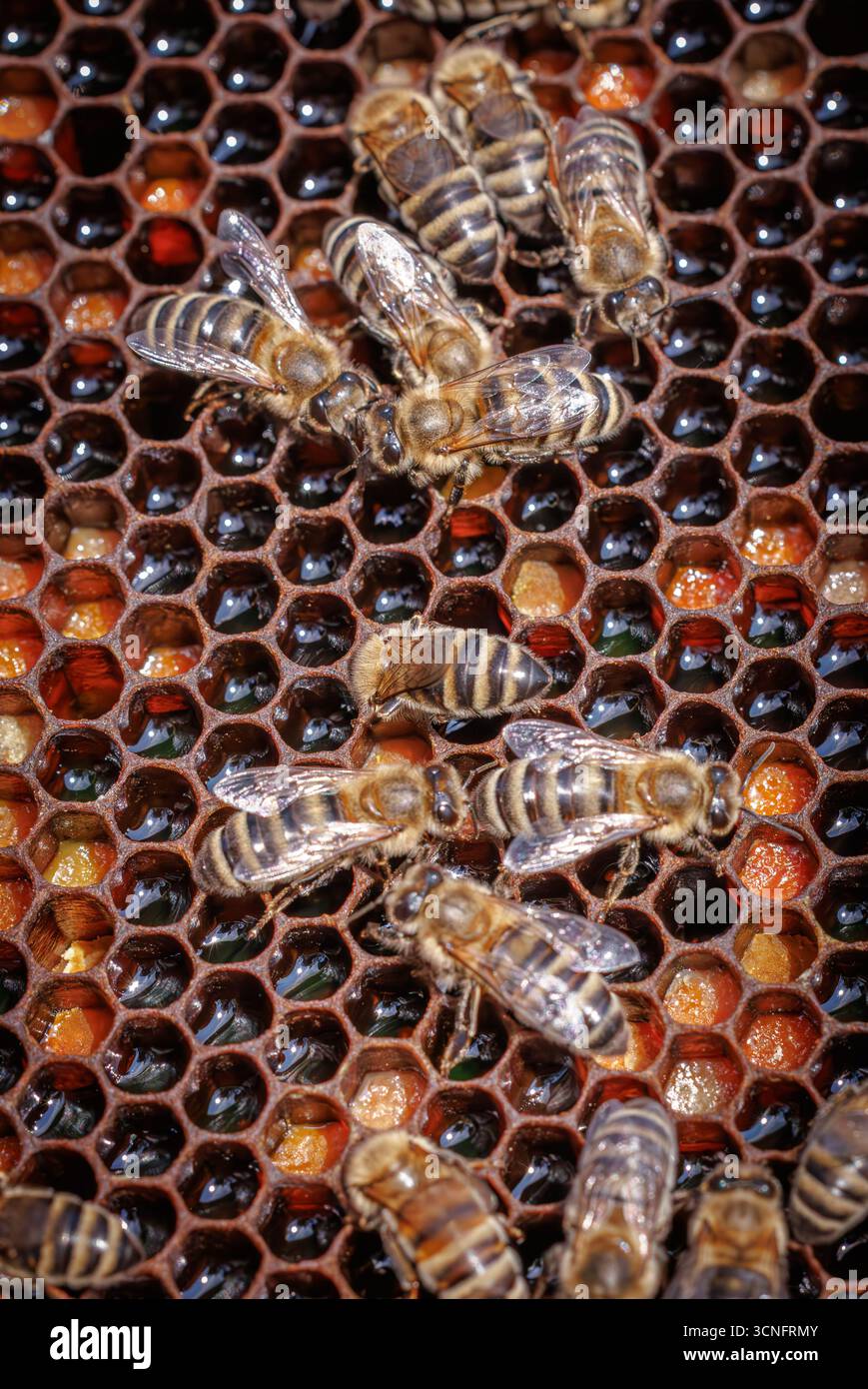 Honey Bees working on honeycomb close-up shot. Bees are best known to ...