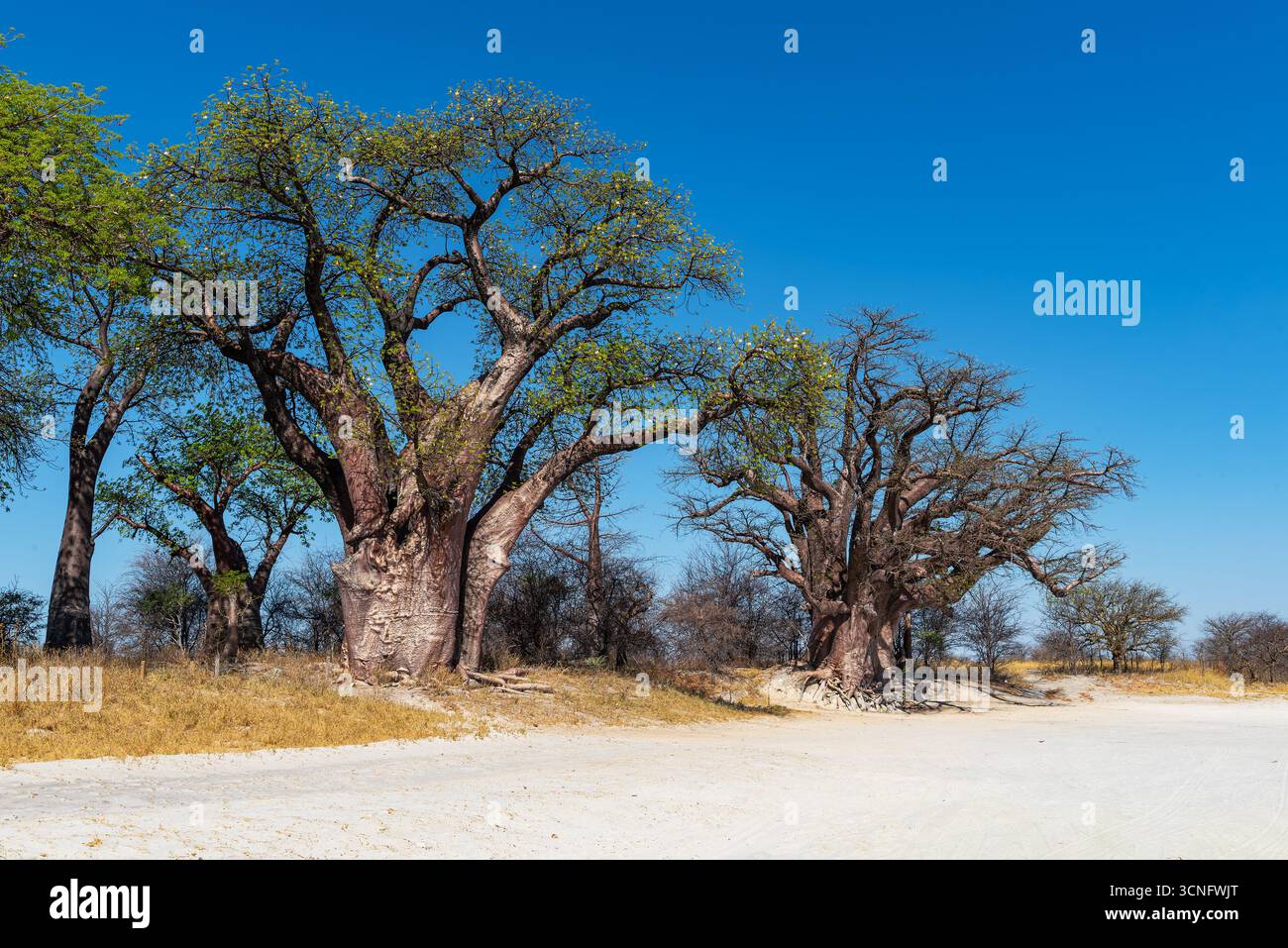 Trees on edge desert hi-res stock photography and images - Alamy