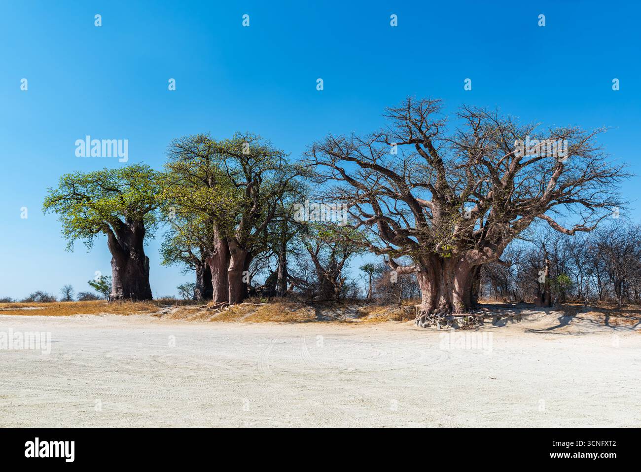 Baobab trees on the edge of Naxi Pan, Botswana Stock Photo - Alamy