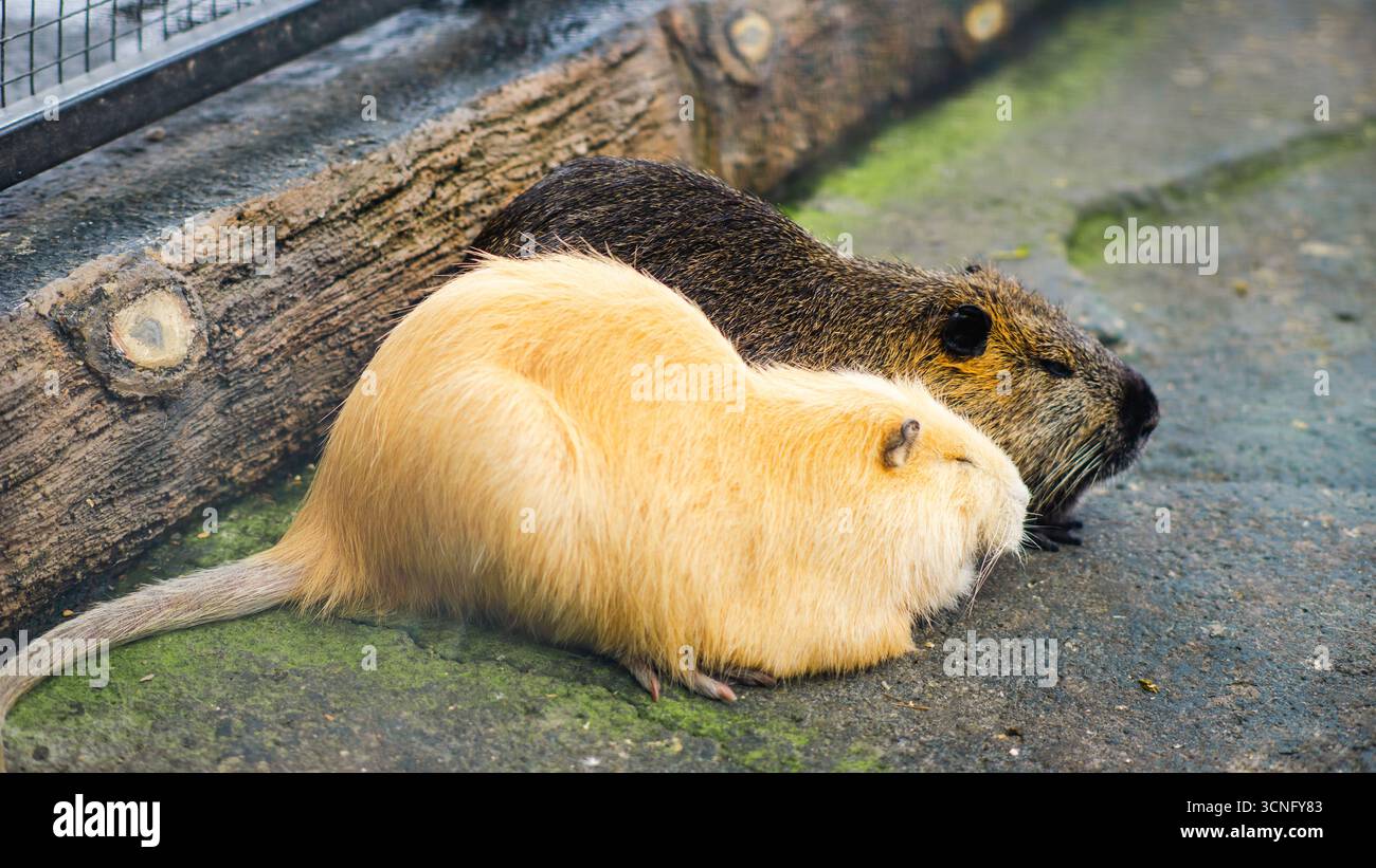 Himalayan guinea pig in a zoo, small domesticated rodent with white fur ...