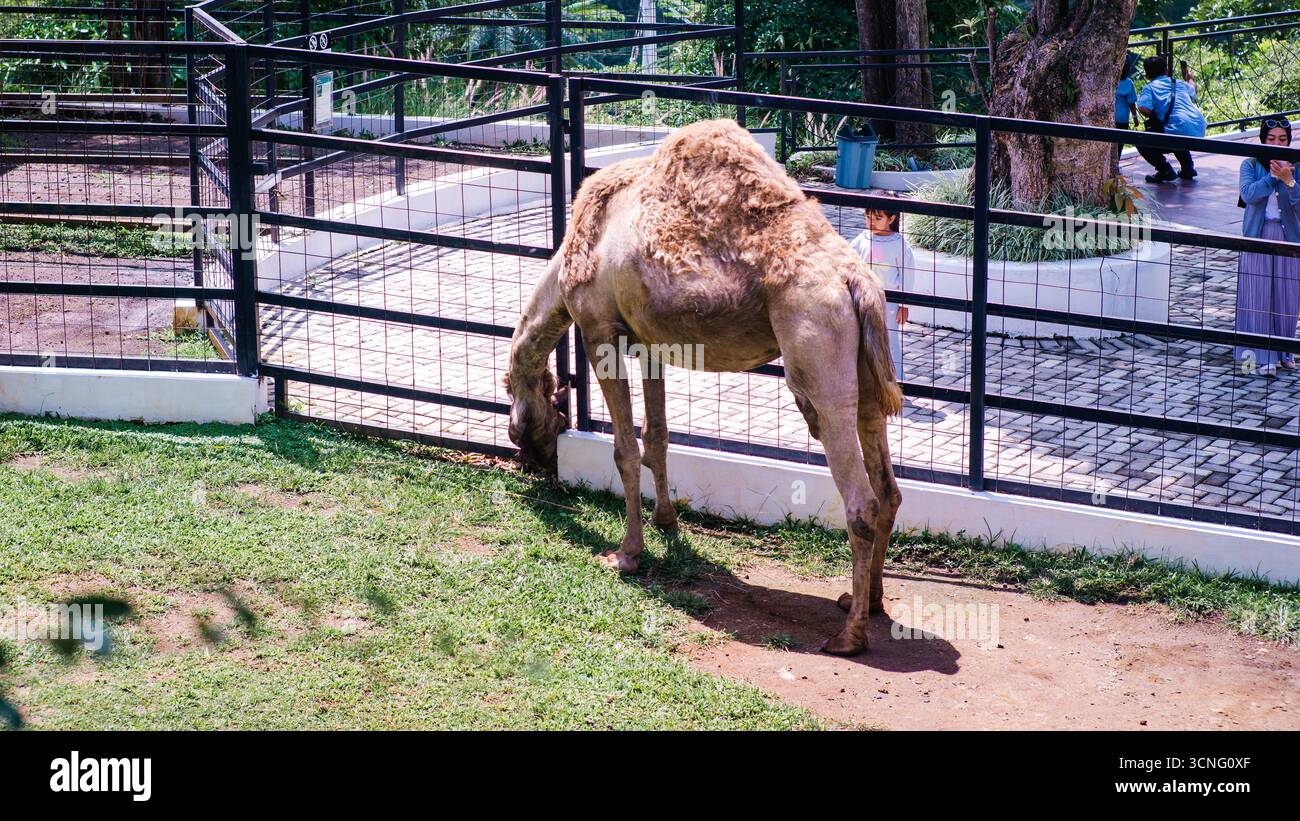 A camel grazing on grass inside a zoo enclosure, showing its large body ...