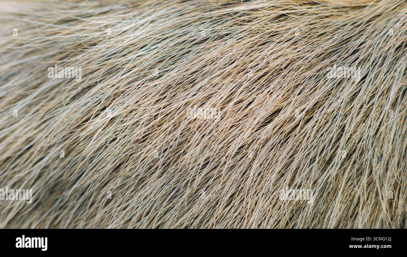 Capybara skin closeup hi-res stock photography and images - Alamy