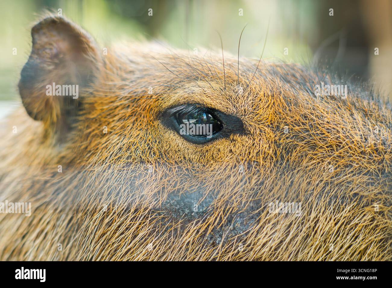 Close-up of a capybara eye with detailed fur texture, showing the calm ...