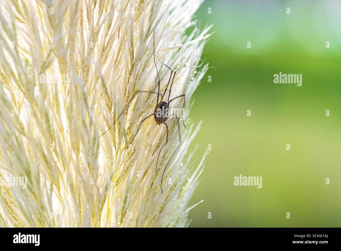 Macro photo of a harvestman Opiliones perched on pampas grass. The ...