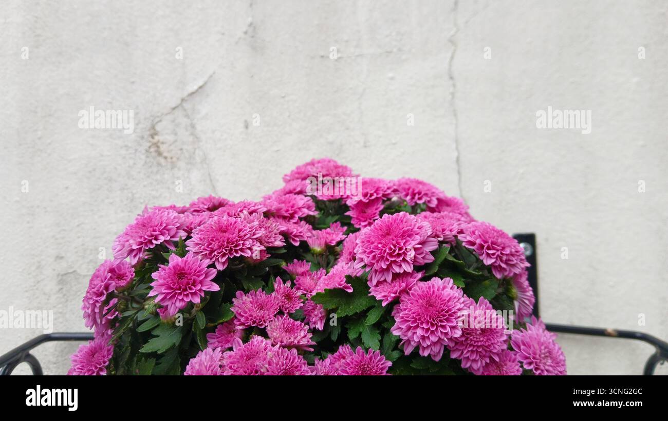 Lively garden in full bloom hi-res stock photography and images - Alamy