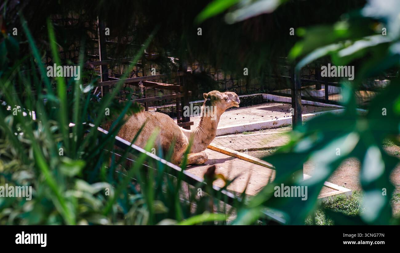 Camel behind leaves hi-res stock photography and images - Alamy