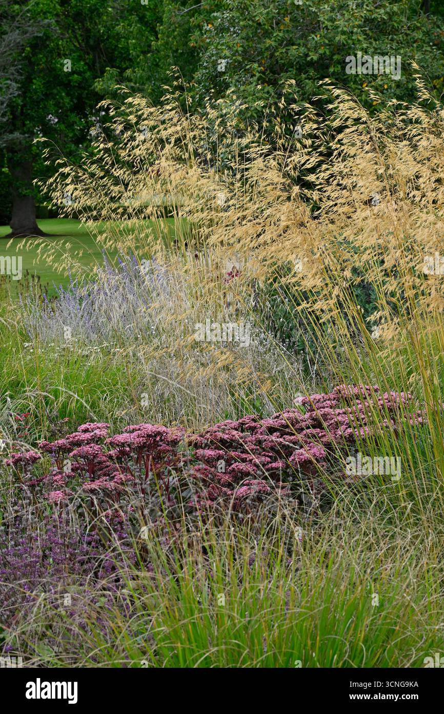 Late summer foliage & seed heads of decorative golden oats, Stipa ...