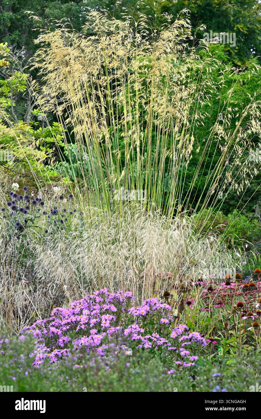 Late summer foliage & seed heads of decorative golden oats, Stipa ...