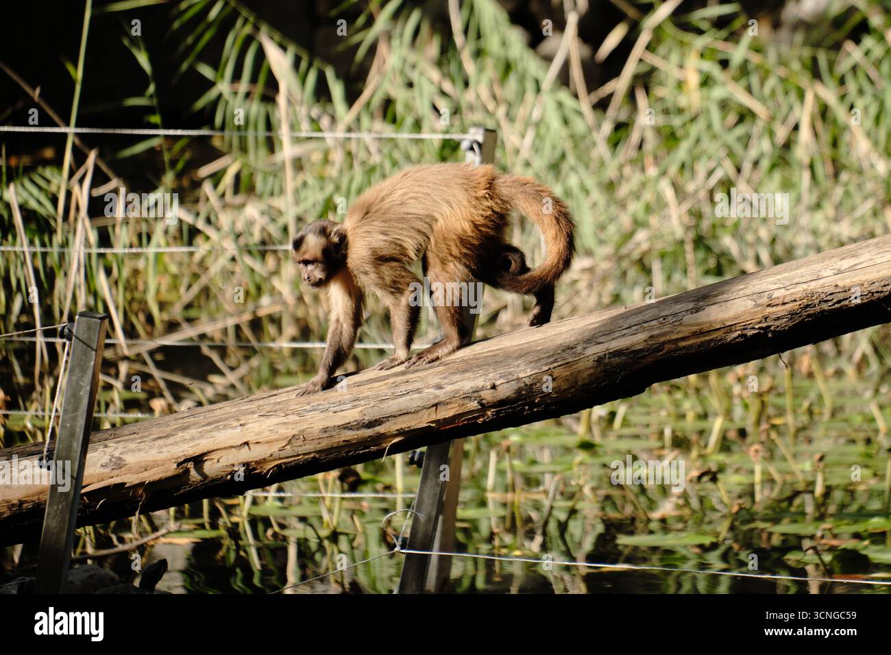 A brown capuchin monkey walks on a log inside the Belgrade Zoo. Side ...