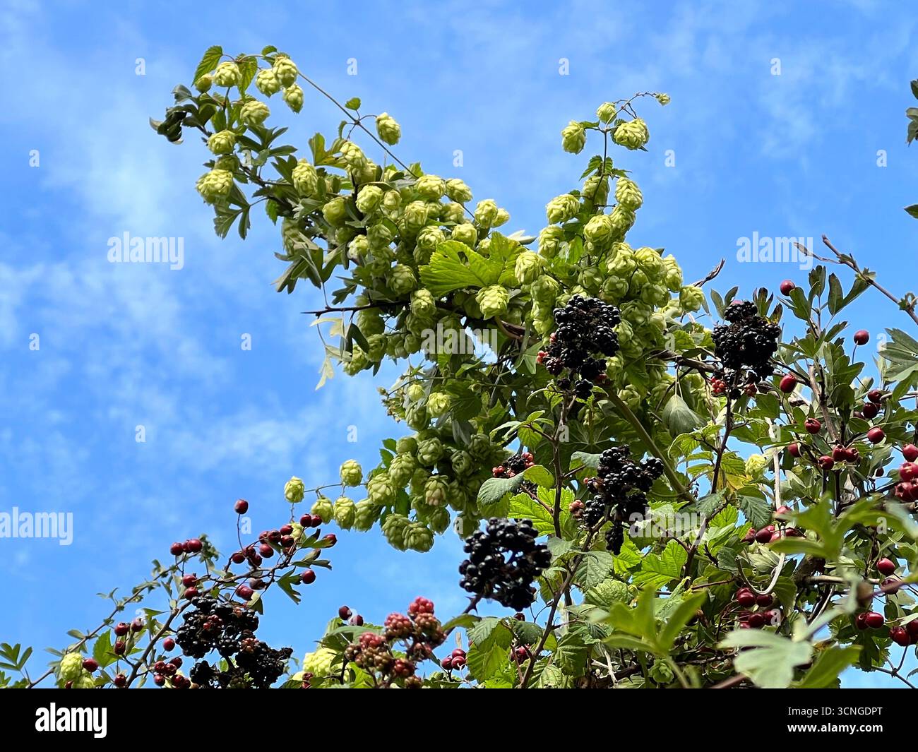 A cluster of Hops growing in the hedge in rural Norfolk Stock Photo - Alamy