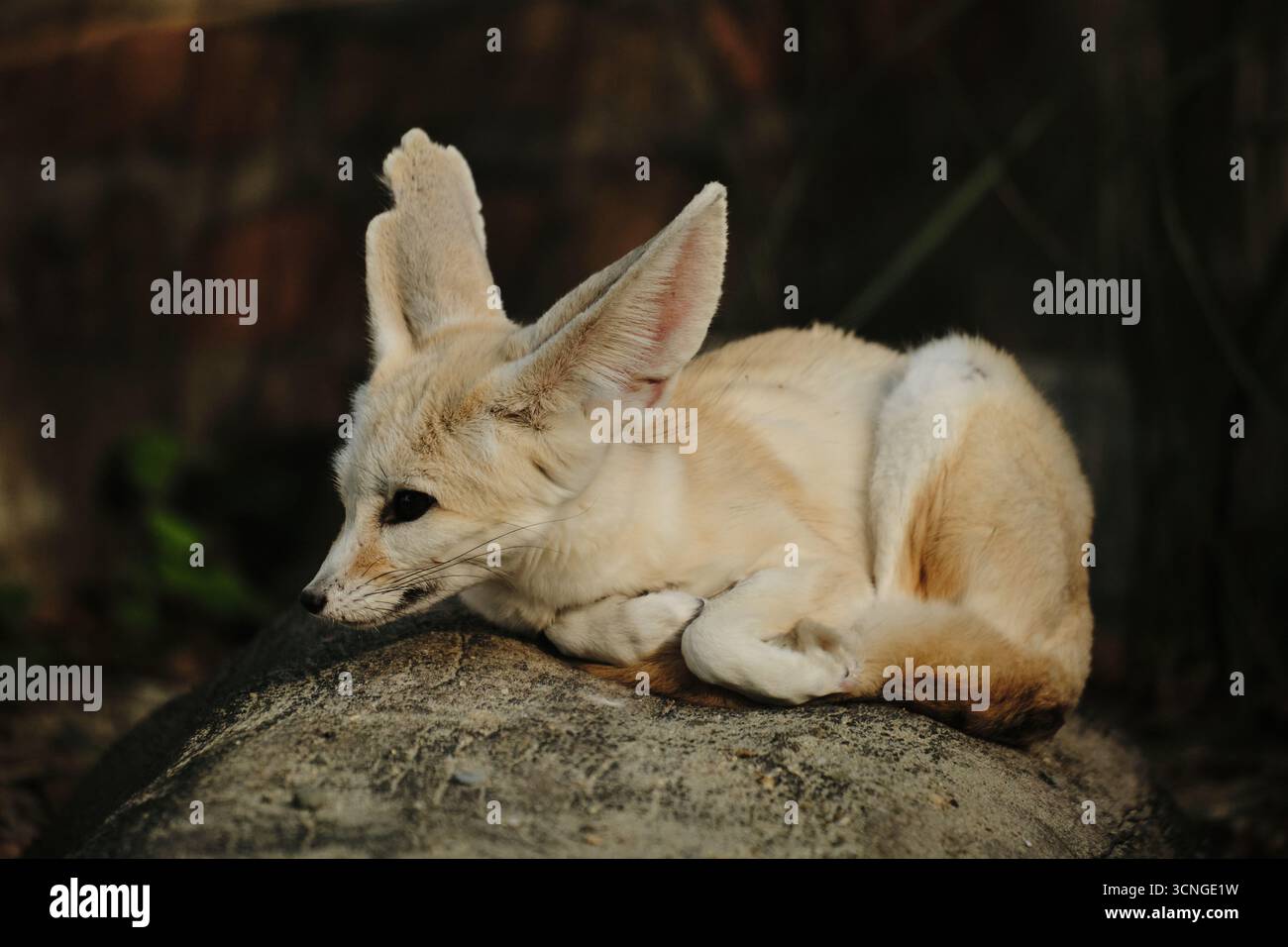 Fennec fox resting on a rock with its big ears in Belgrade Zoo Stock ...