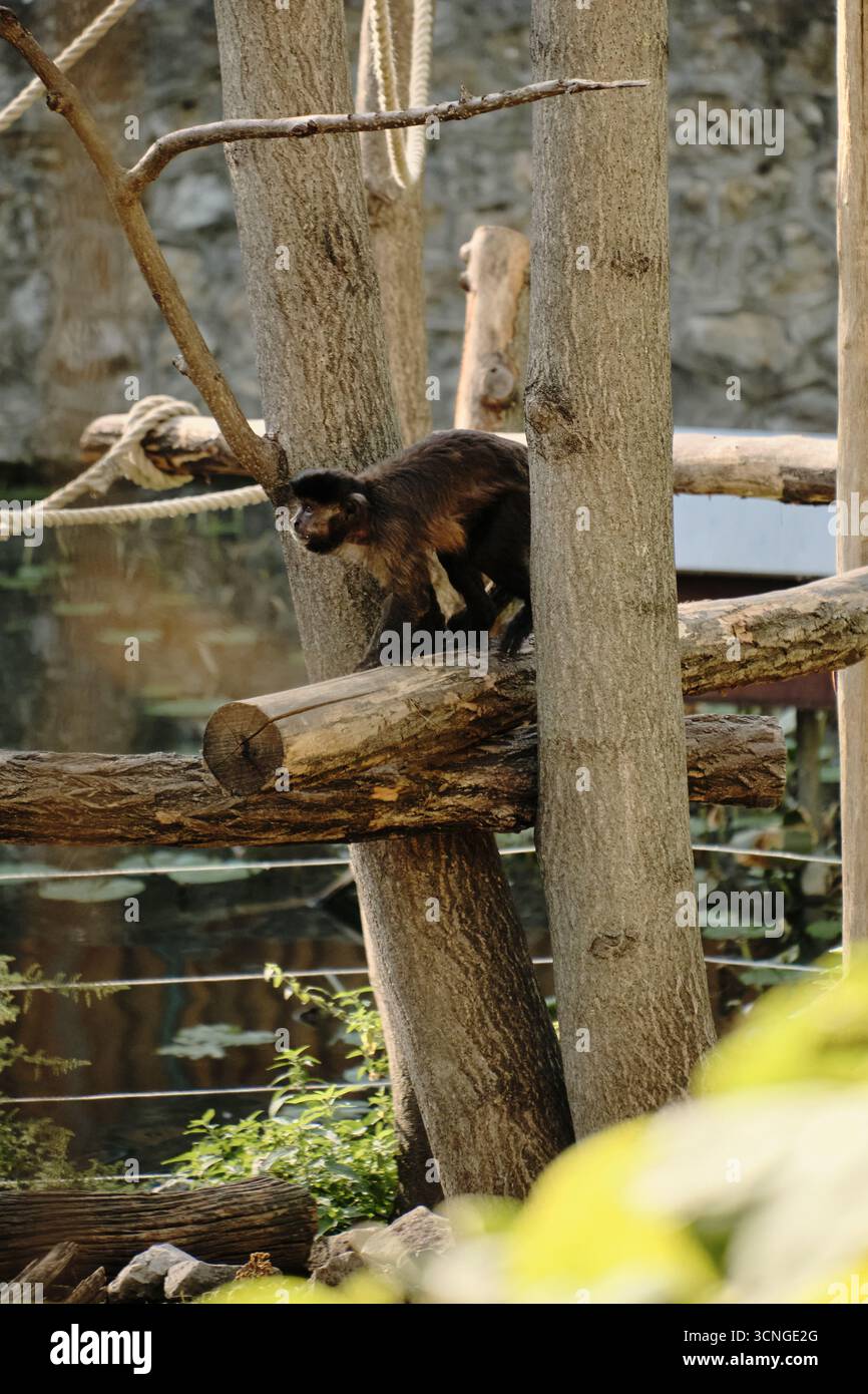 Monkey standing on wooden logs among trees in Belgrade Zoo Stock Photo ...