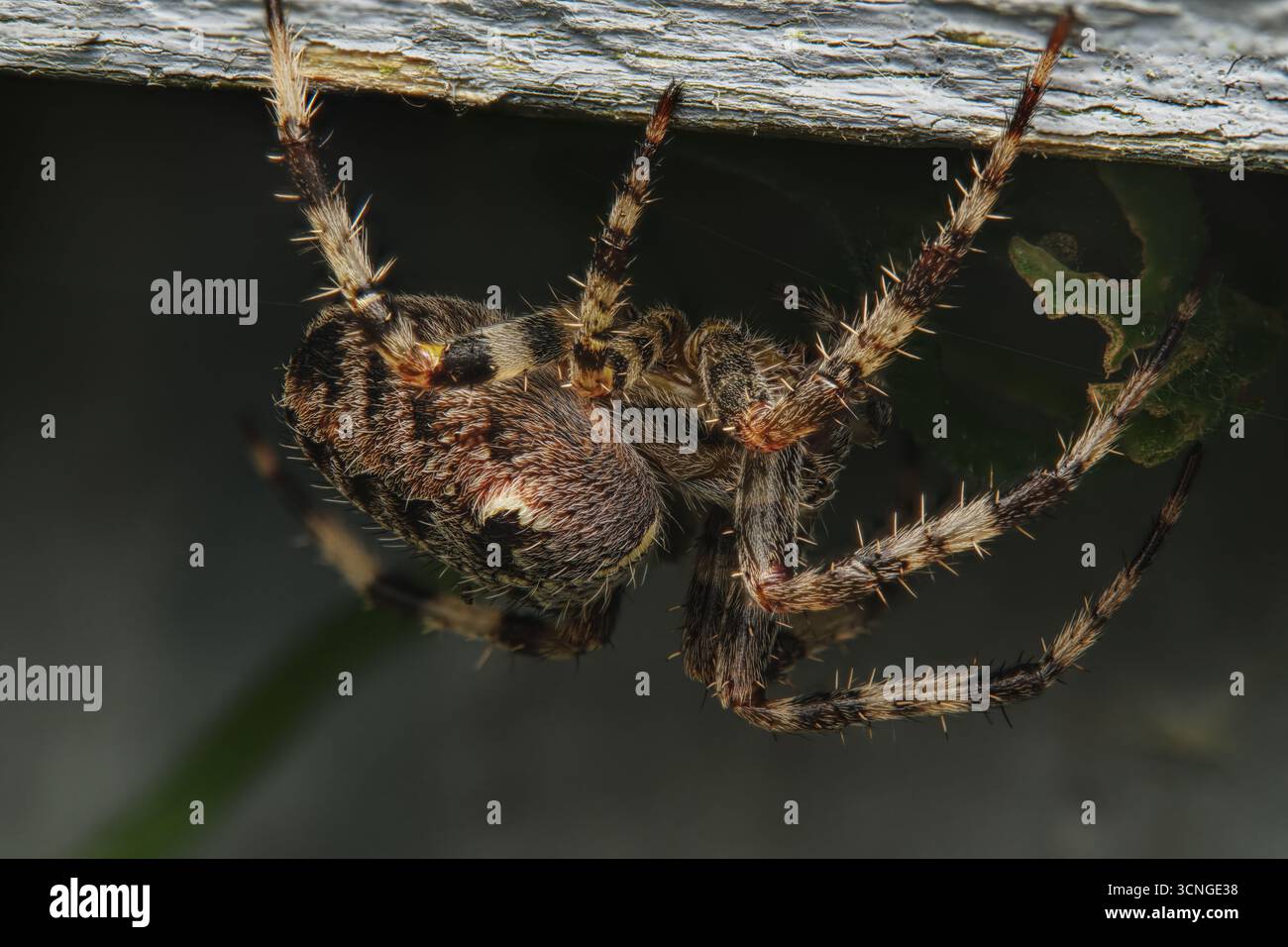 Uk garden spider close hi-res stock photography and images - Alamy