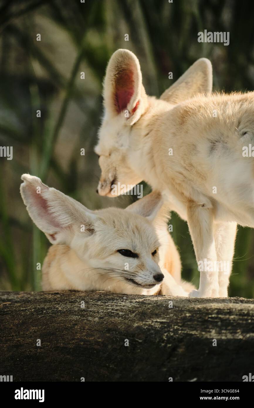 Two fennec foxes interacting on a log in Belgrade Zoo Stock Photo - Alamy