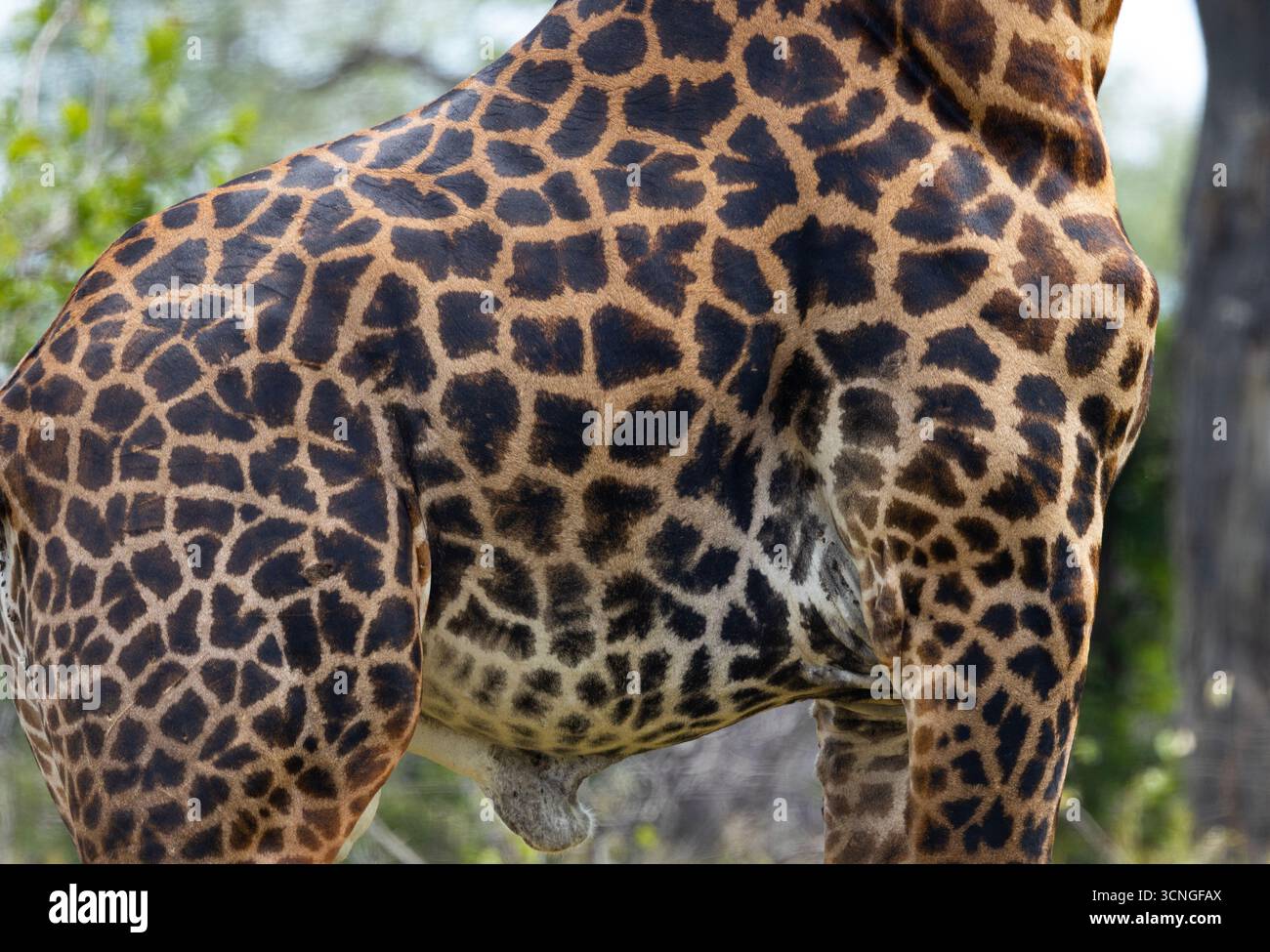 The coat pattern of the four species of Giraffe differs noticeable ...