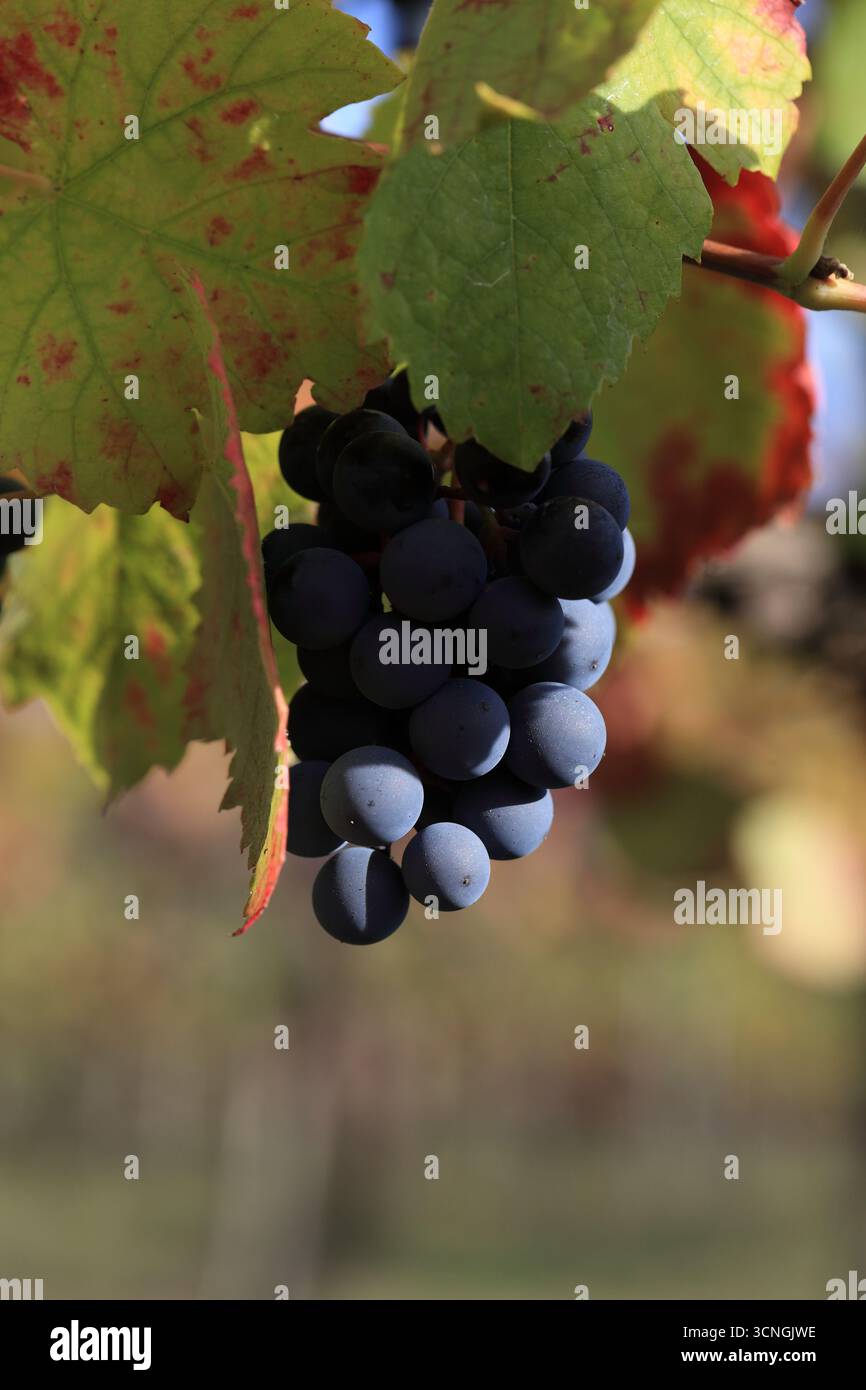 Ponte de Lima, Portugal - September 18, 2025: Close-up of ripe Vinhao ...